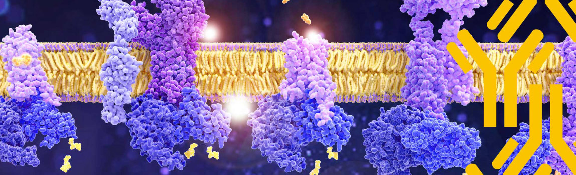 G Protein-Coupled Receptors (GPCRs) | GeneTex