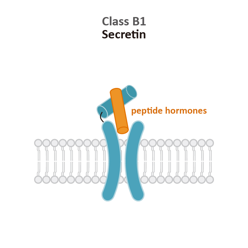 G Protein-Coupled Receptors (GPCRs) | GeneTex