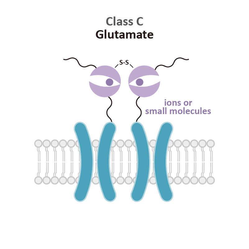 G Protein-Coupled Receptors (GPCRs) | GeneTex