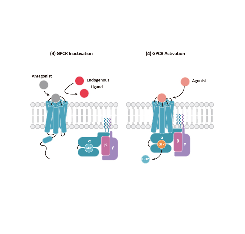 G Protein-Coupled Receptors (GPCRs) | GeneTex