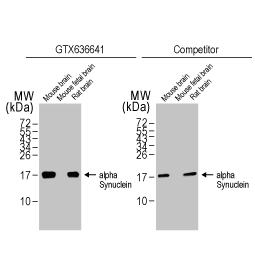 GeneTex’s “5 + 1” Pillar Antibody Validation Process | GeneTex