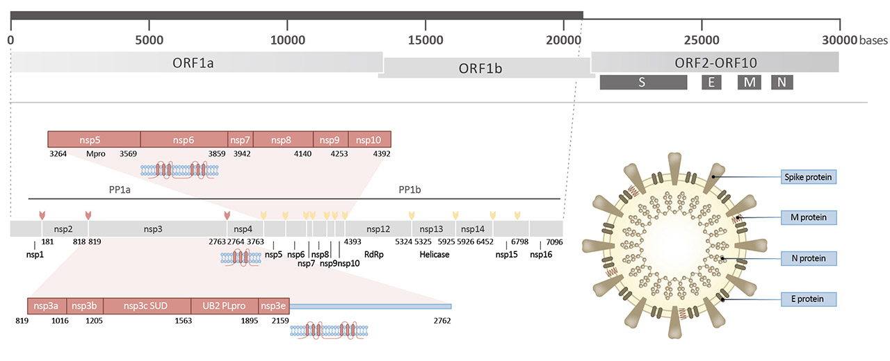 A Concise Review of the SARS-CoV-2 Genome and Proteome | GeneTex A Concise Review of the SARS-CoV-2 Genome and Proteome | GeneTex