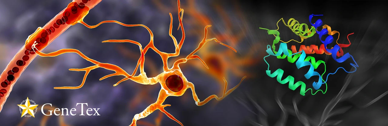 GeneTex's New S100 beta Recombinant Monoclonal Antibody | GeneTex