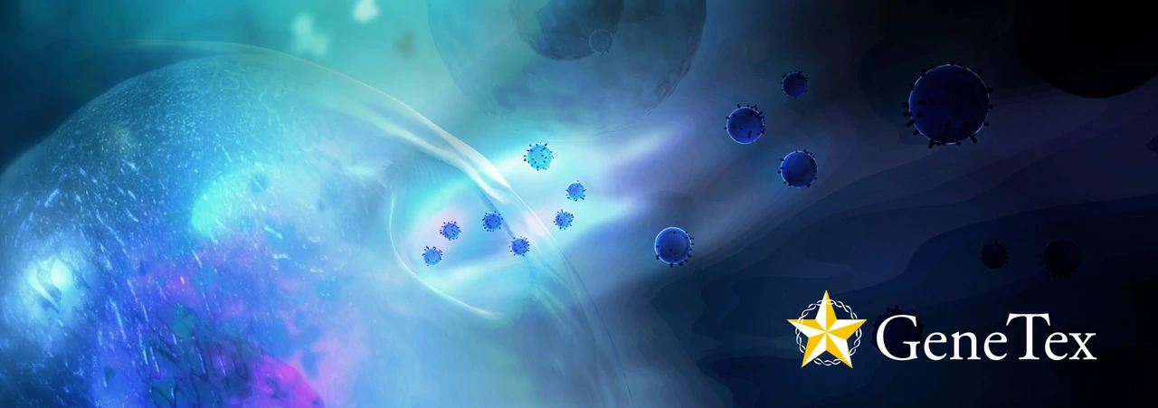 Article Alert: Exosomal lnc-MLETA1 Promotes Lung Cancer Metastasis ...