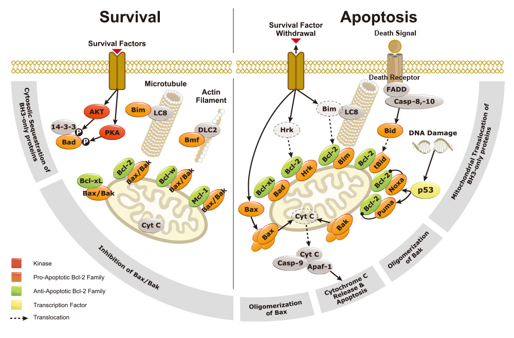 Bcl 2 Pathway GeneTex