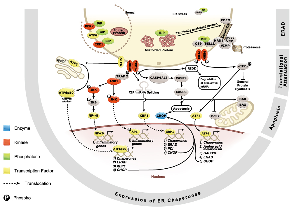 ER Stress Pathway | GeneTex
