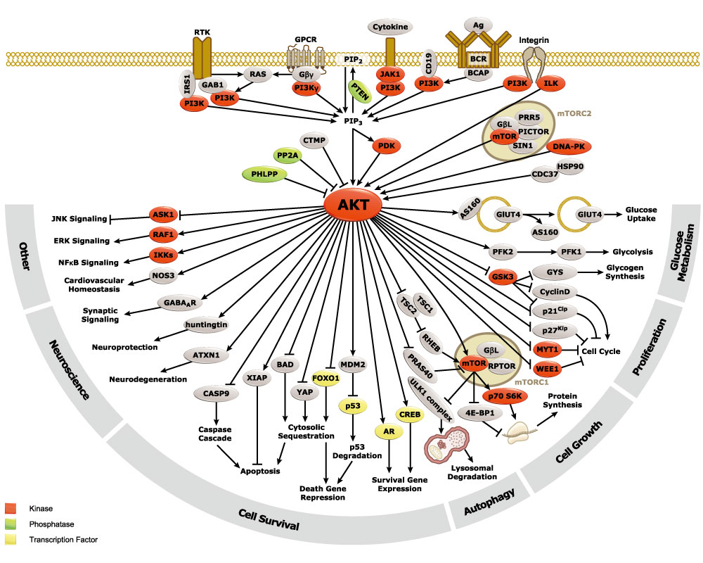 PI3K-Akt-mTOR Pathway | GeneTex PI3K-Akt-mTOR Pathway | GeneTex