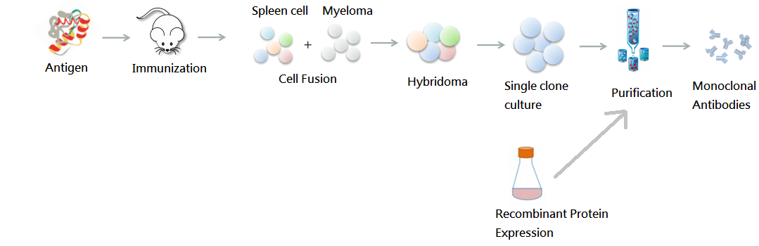 Monoclonal Antibodies | GeneTex