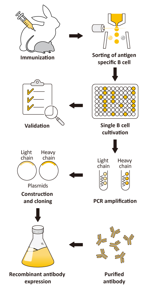 Recombinant Antibodies | GeneTex