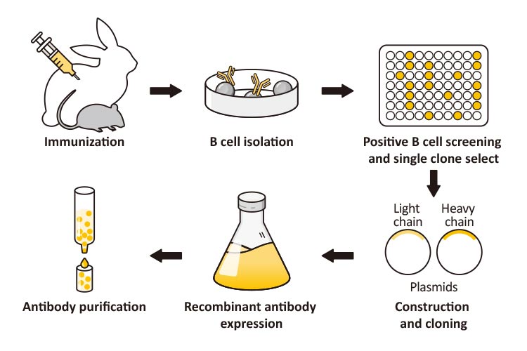 Recombinant Antibodies Genetex
