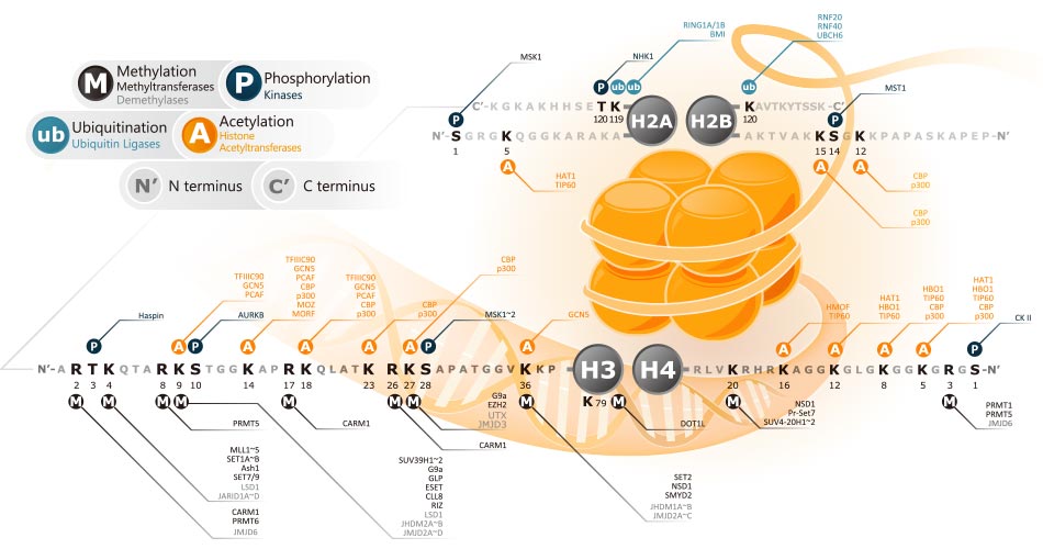 Histone Modifications GeneTex Histone Modifications GeneTex