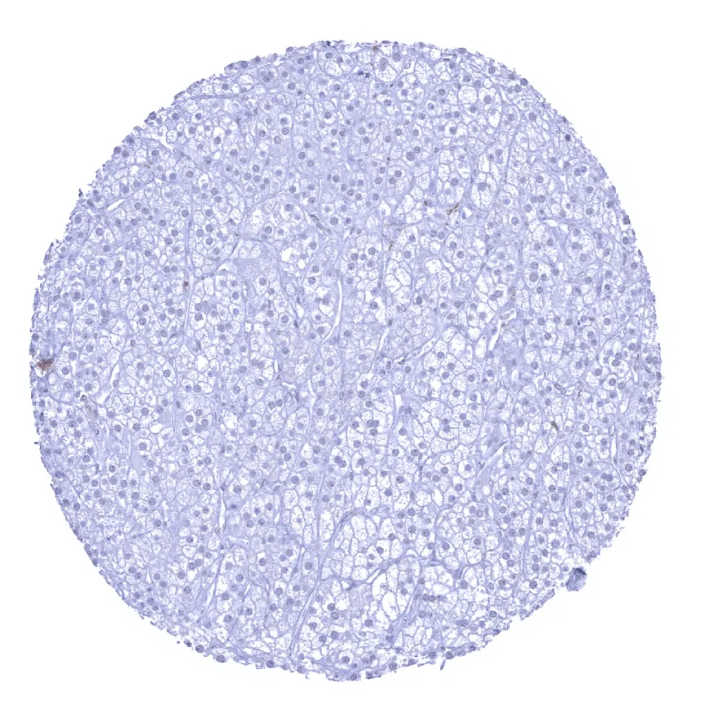 Normal Tissue Gallery- GTX04454 | GeneTex