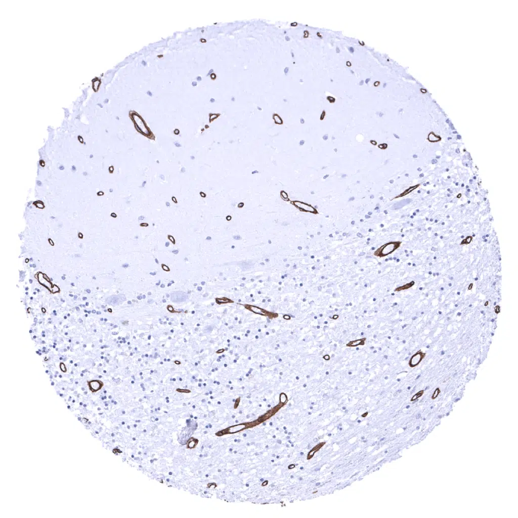 Normal Tissue Gallery- GTX04434 | GeneTex