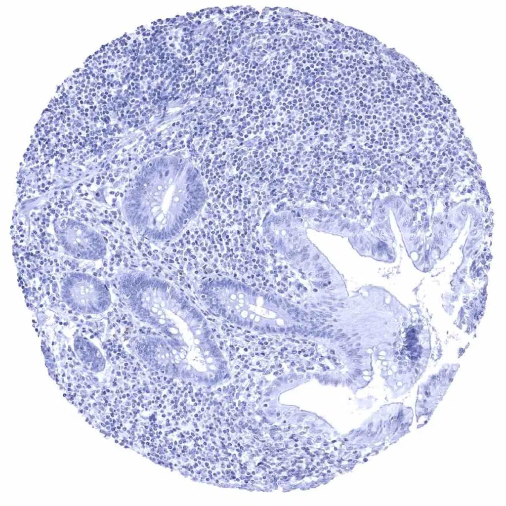 Normal Tissue Gallery- GTX04464 | GeneTex