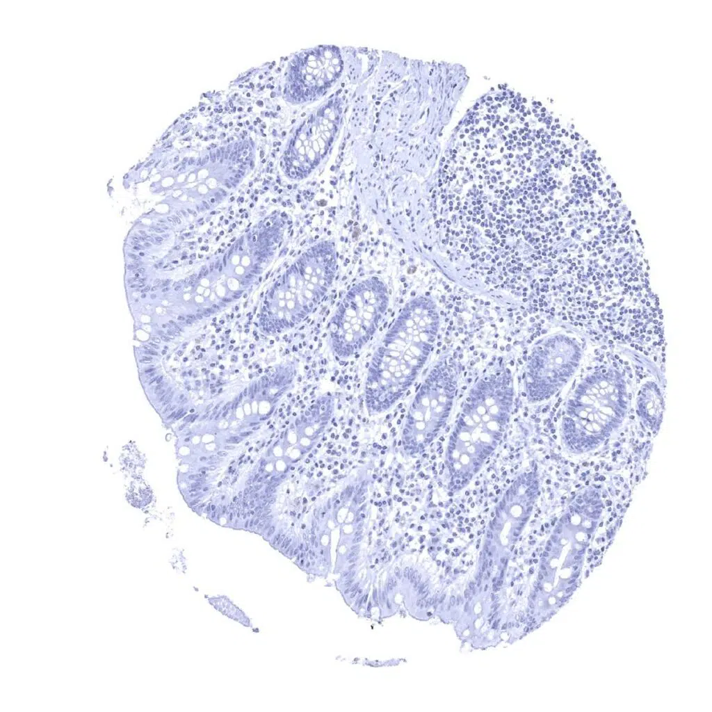 Normal Tissue Gallery- GTX04479 | GeneTex