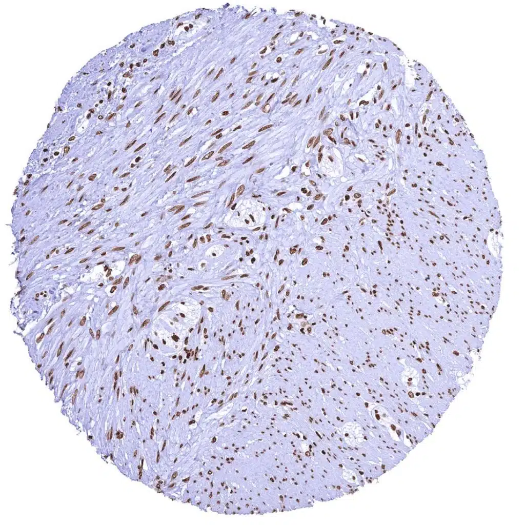 Normal Tissue Gallery- GTX04421 | GeneTex