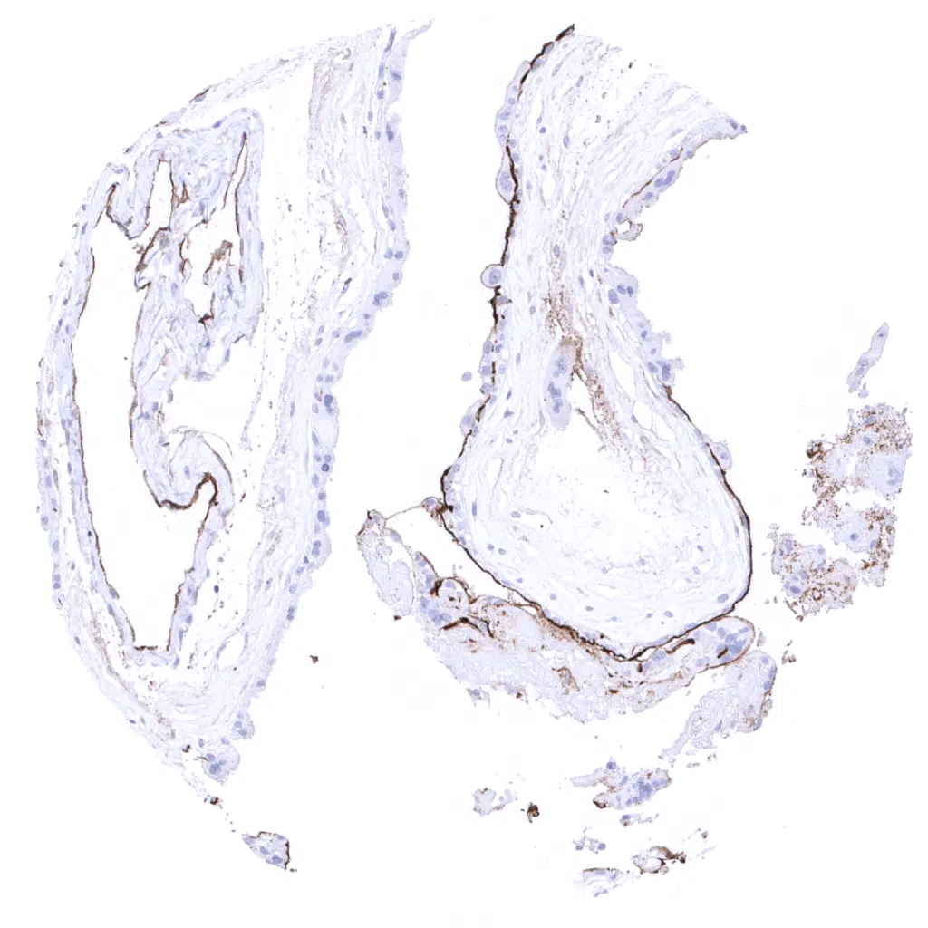 Normal Tissue Gallery- GTX04397 | GeneTex