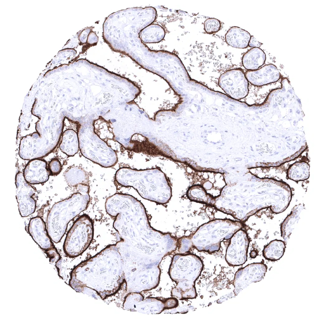 Normal Tissue Gallery- GTX04397 | GeneTex