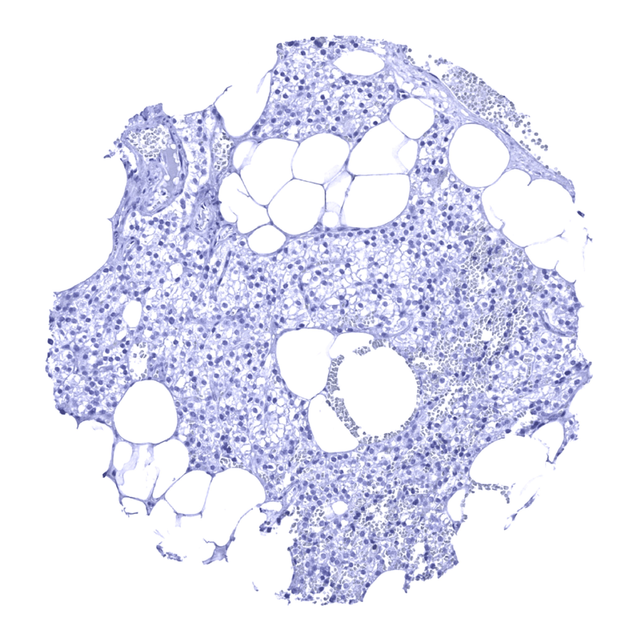 Normal Tissue Gallery- GTX04431 | GeneTex