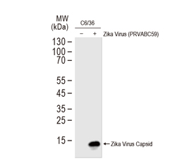 Zika Virus | GeneTex