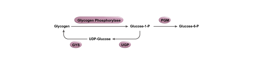 Glycogenesis & Glycogenolysis | GeneTex