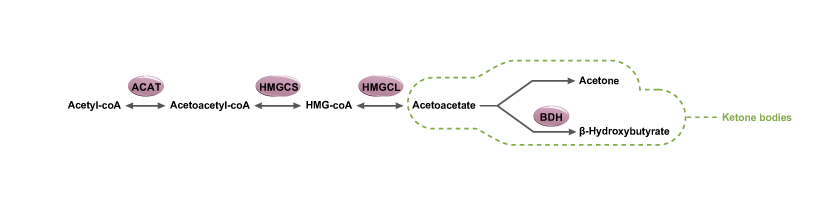 Ketogenesis | GeneTex