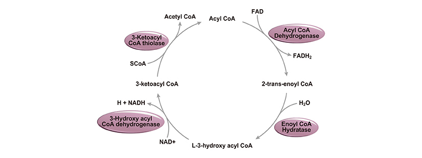 Lipolysis & beta-Oxidation | GeneTex