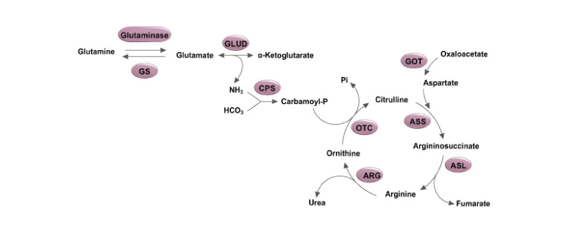 Nitrogen Metabolism | GeneTex