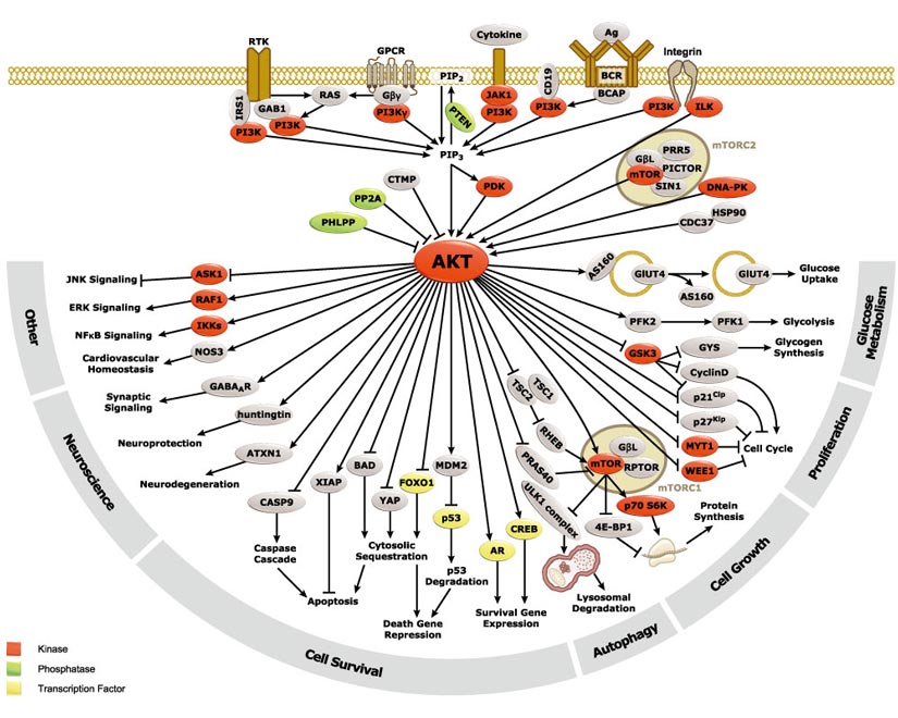 AKT-mTOR Signaling | GeneTex