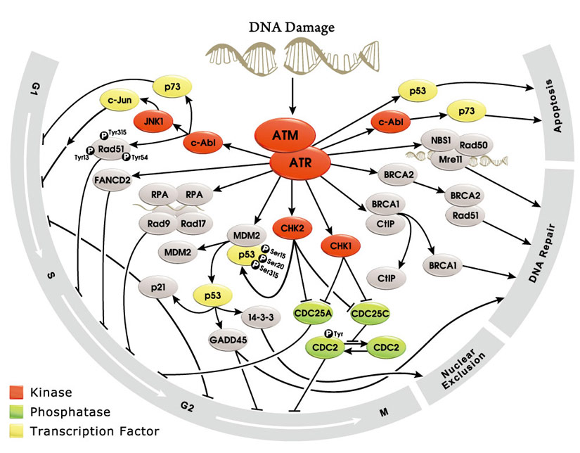 ATM Signaling | GeneTex
