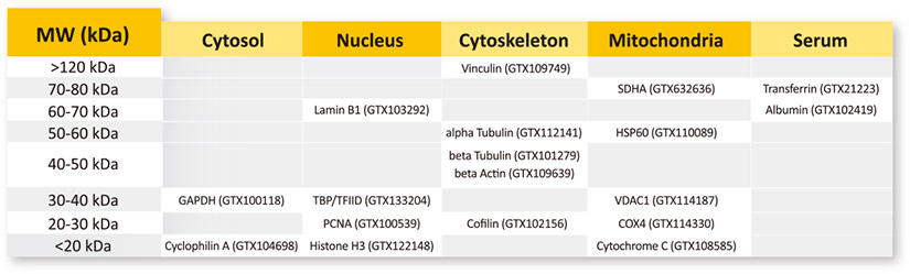 Loading Control Antibodies | GeneTex