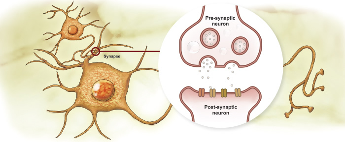 Neurites & Synapses | GeneTex