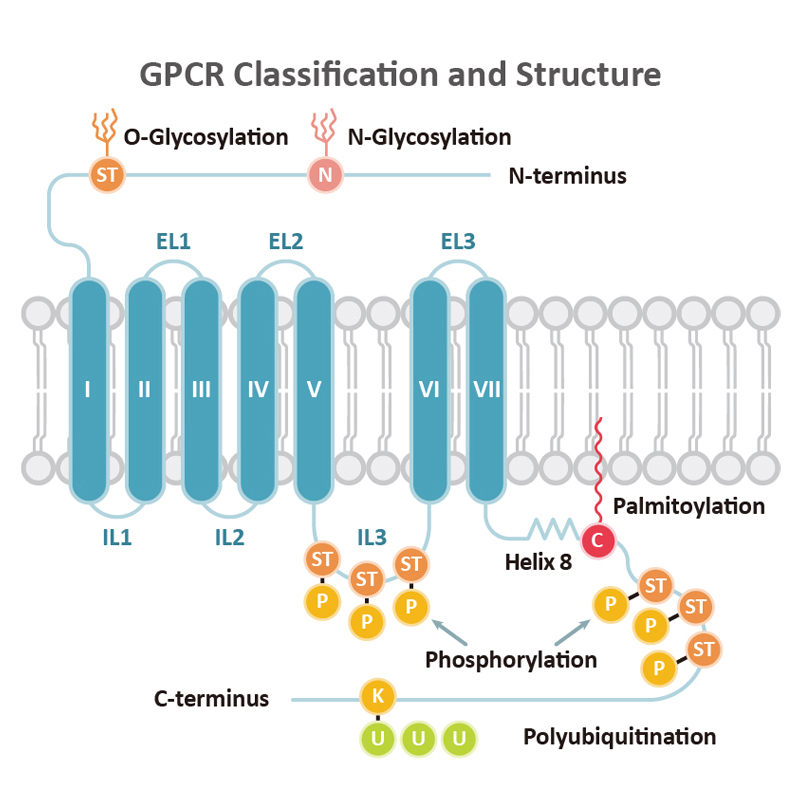 G Protein-Coupled Receptors (GPCRs) | GeneTex