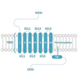 G Protein-Coupled Receptors (GPCRs) Products | GeneTex