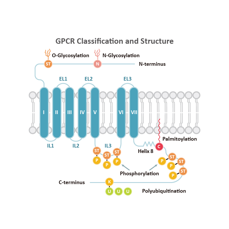 G Protein-Coupled Receptors (GPCRs) Products | GeneTex