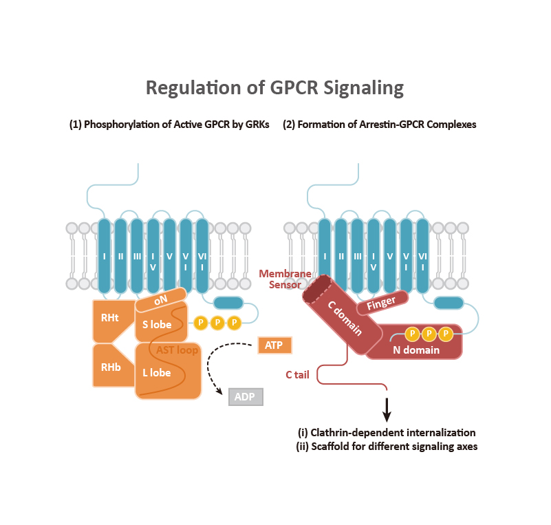 G Protein-Coupled Receptors (GPCRs) Products | GeneTex