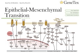 Primary Antibodies | GeneTex