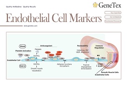 Endothelial Cells | GeneTex