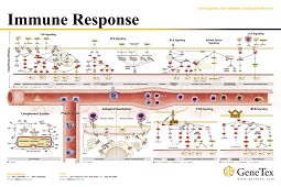 Primary Antibodies | GeneTex