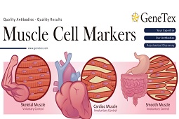 Cardiomyocytes | GeneTex