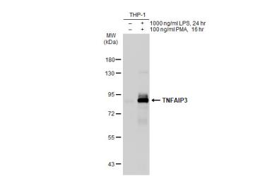 Anti-TNFAIP3 antibody [SN07-31] (GTX01107) | GeneTex