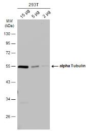 Anti-alpha Tubulin antibody (GTX102078) | GeneTex