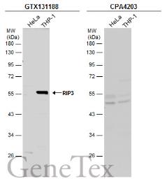 Anti-RIP3 antibody (GTX131188) | GeneTex