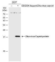 Anti-Zika virus Capsid protein antibody (GTX133317) | GeneTex