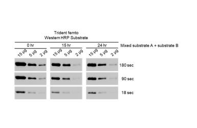 Trident femto Western HRP Substrate (GTX14698) | GeneTex