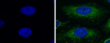 Fluoroshield™ with DAPI (GTX30920) | GeneTex