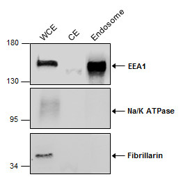 Trident Endosome Isolation Kit (GTX35192) | GeneTex