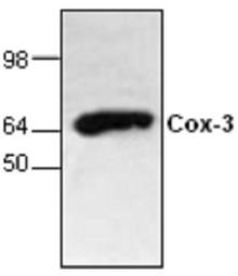 Anti-Cox-3 antibody (GTX59716) | GeneTex
