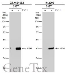 Anti-IDO1 antibody [GT273] (GTX634652) | GeneTex