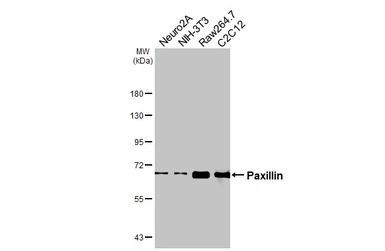 Anti-Paxillin antibody [HL4819] (GTX644831) | GeneTex